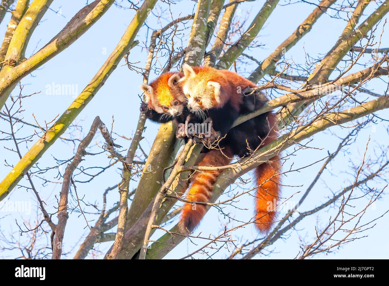 Red Panda (Ailurus fulgens) Two Red Pandas together in a Tree Stock ...