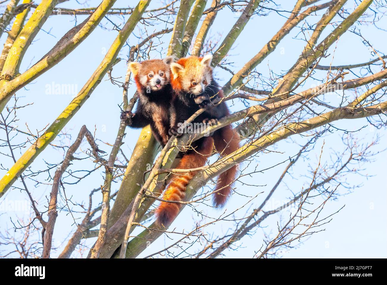 Red Panda (Ailurus fulgens) Two Red Pandas together in a Tree Stock ...