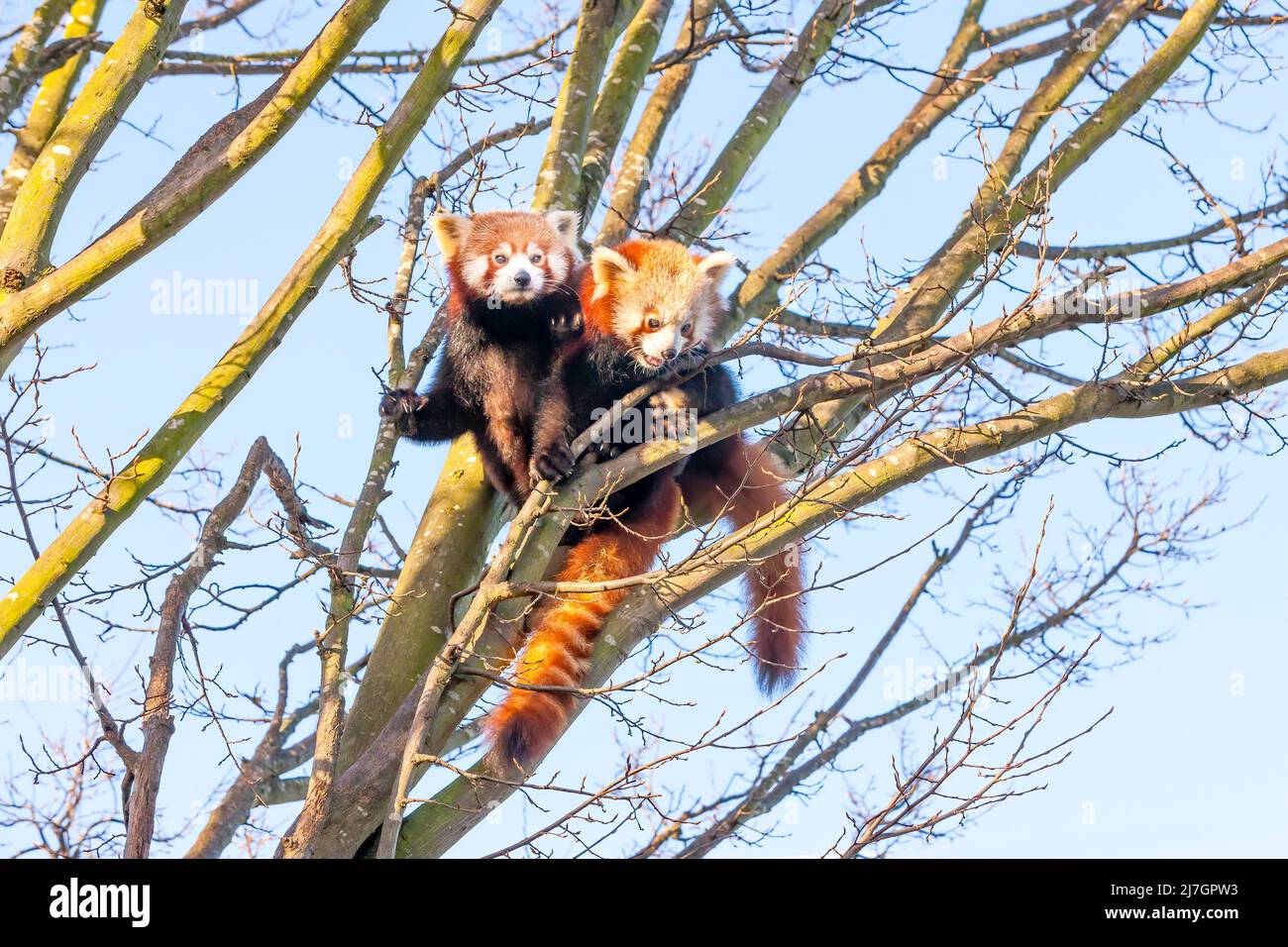 Red Panda (Ailurus fulgens) Two Red Pandas together in a Tree Stock ...