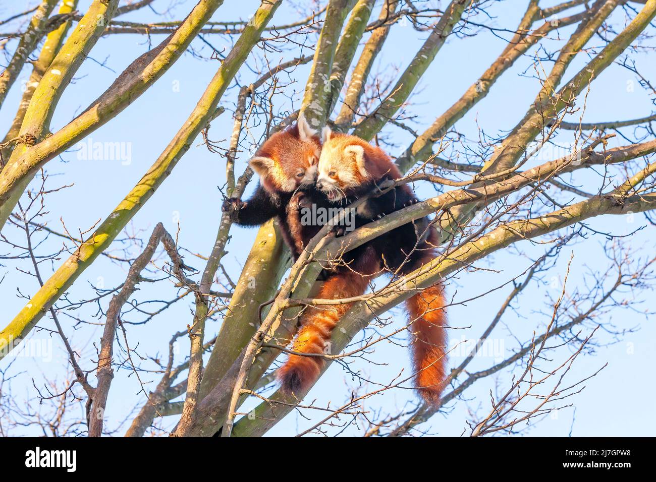 Red Panda (Ailurus fulgens) Two Red Pandas together in a Tree Stock ...