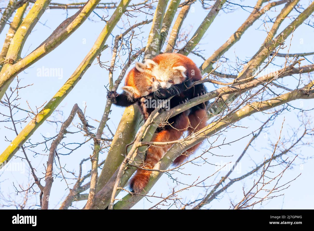 Red Panda (Ailurus fulgens) Two Red Pandas together in a Tree Stock ...
