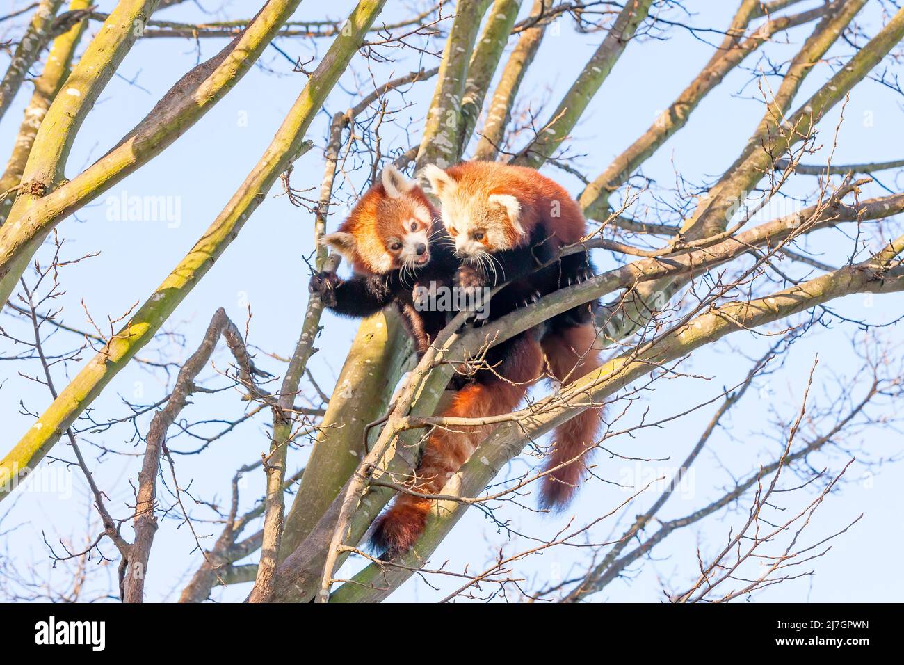 Red Panda (Ailurus fulgens) Two Red Pandas together in a Tree Stock ...