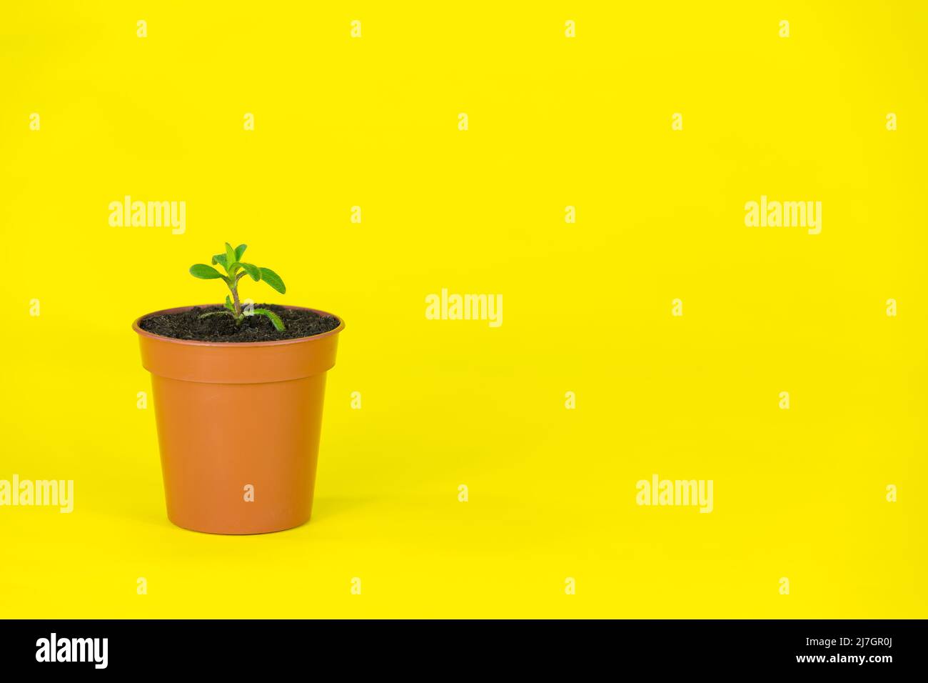 Young shoot colourful plant hi-res stock photography and images - Alamy