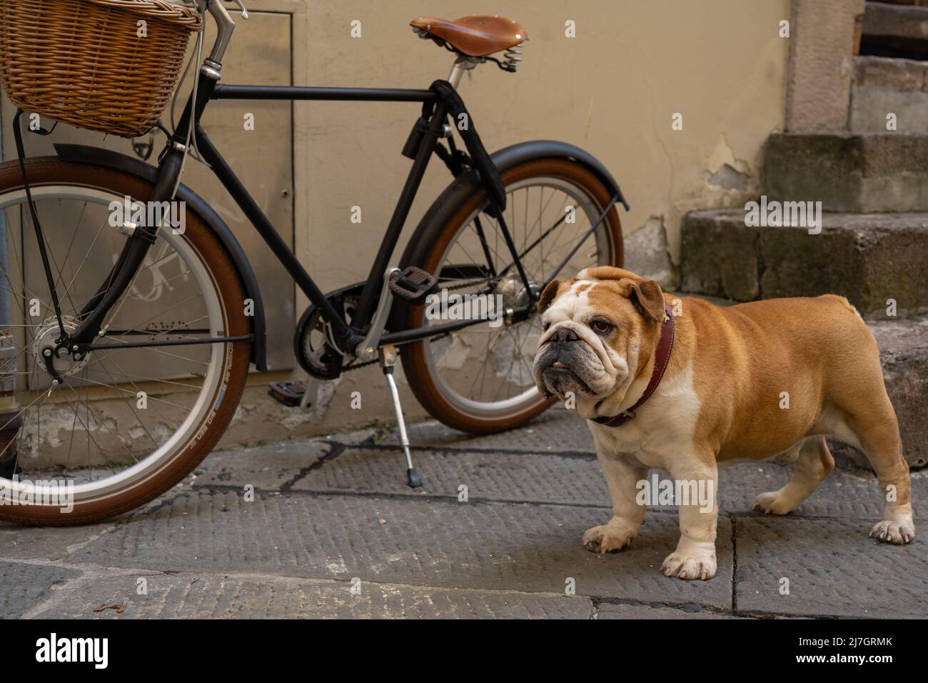 Bulldogs Riding Bicycle