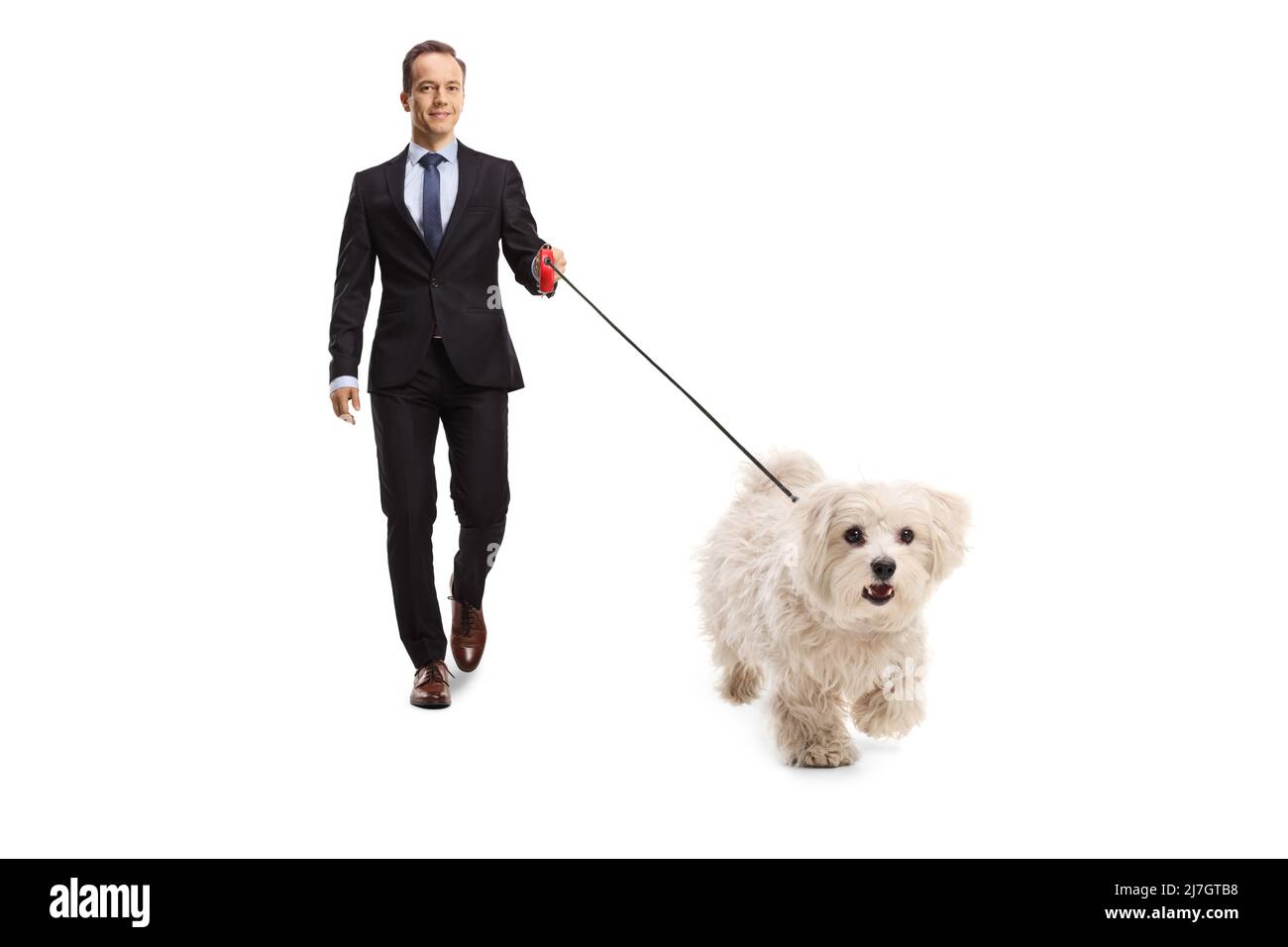 Full length portrait of a businessman walking a maltese poodle on a ...