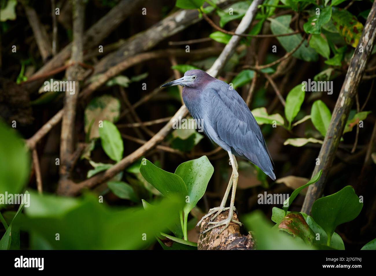 little blue heron (Egretta caerulea), Sierpe, Corcovado National Park ...