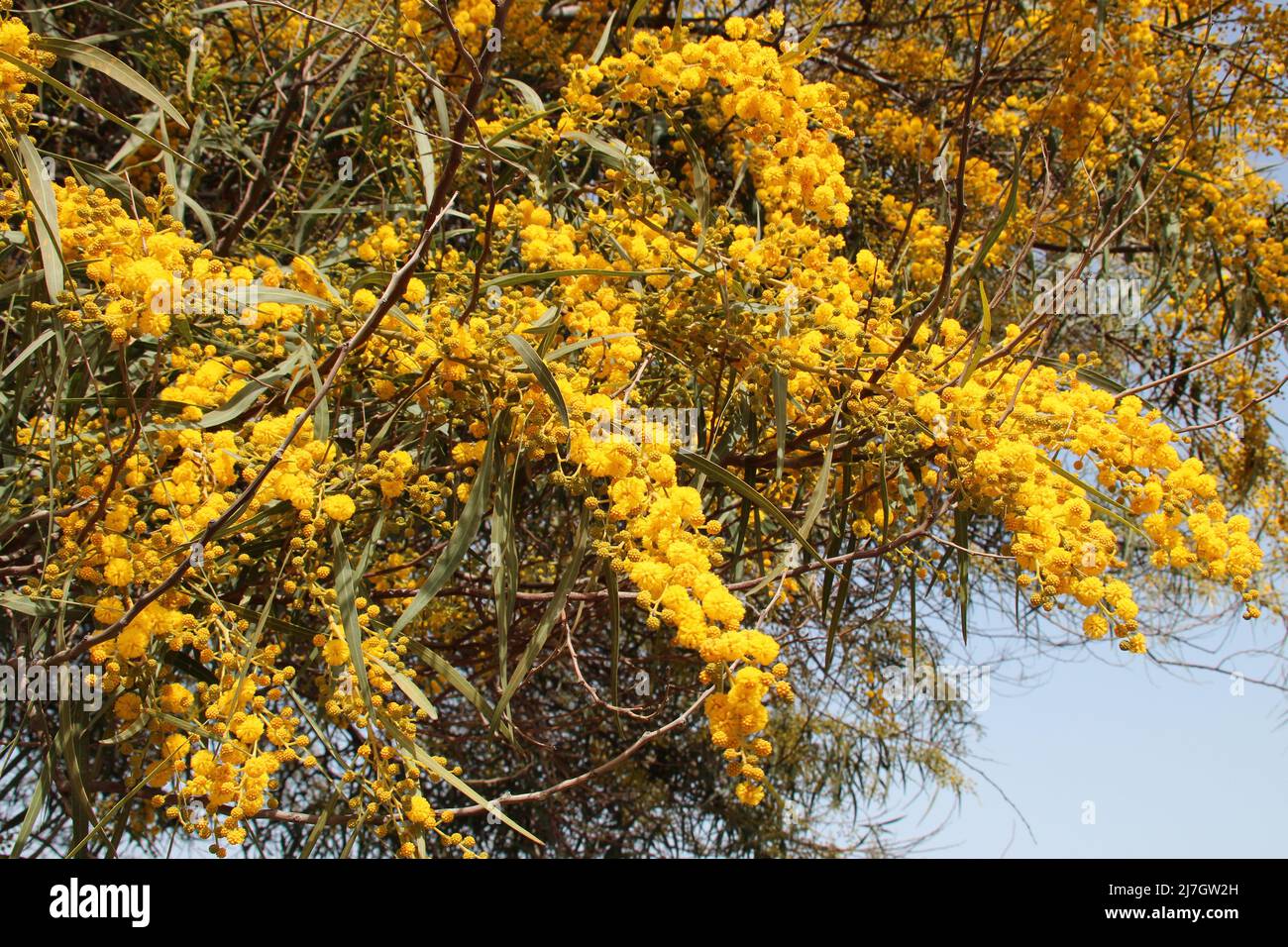 blooming mimosa tree in agrigento in sicily (italy Stock Photo - Alamy