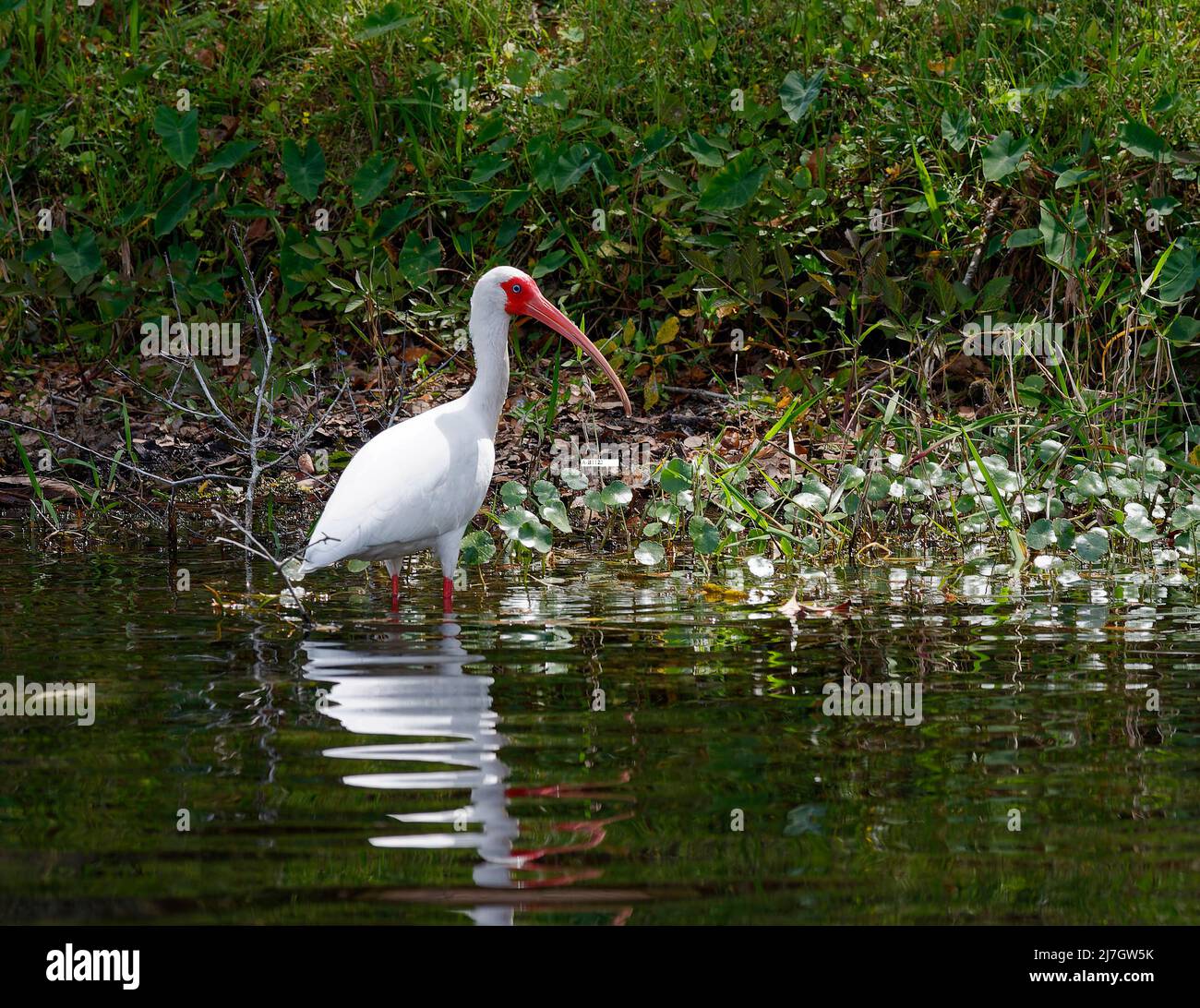 White Ibis; standing in water, reflection, animal; wildlife, bright ...