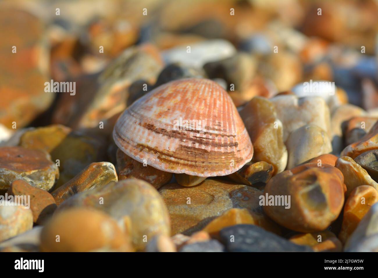 Coloured shell on a beach of shingle, brighter and standing out from ...