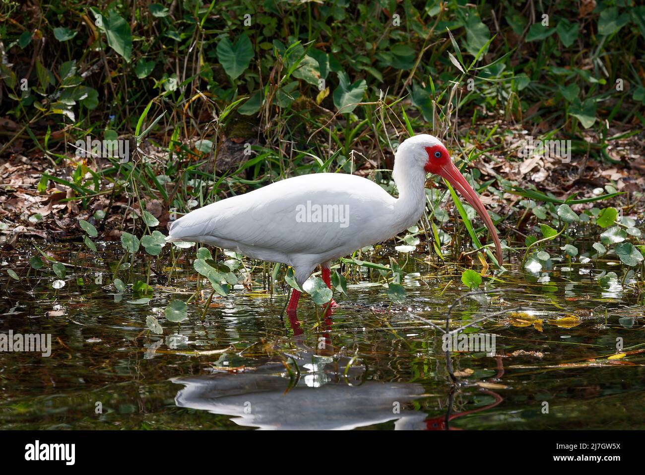 White Ibis; walking in water, reflection, motion, animal; wildlife ...