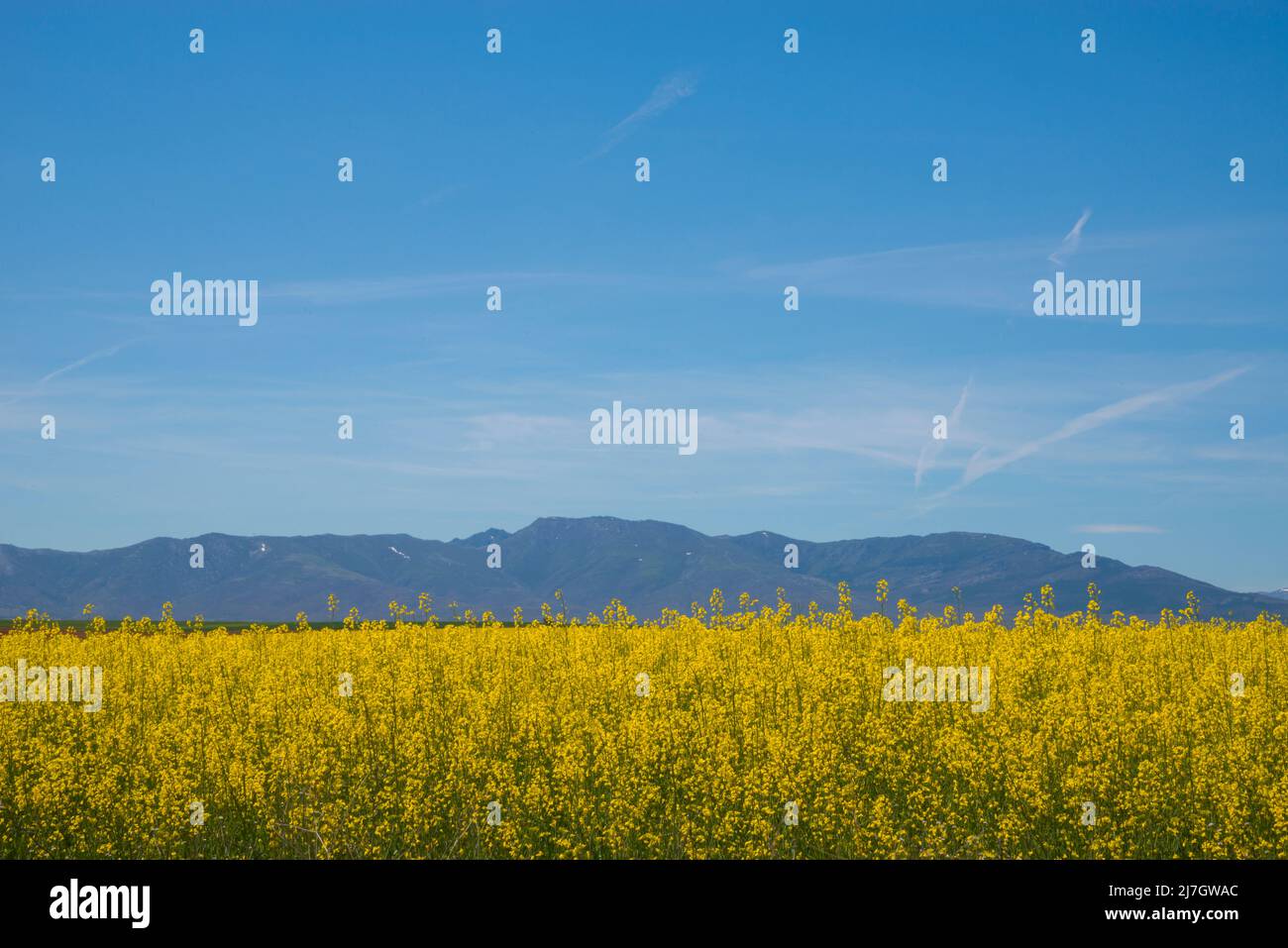 Colza amarilla hi-res stock photography and images - Alamy