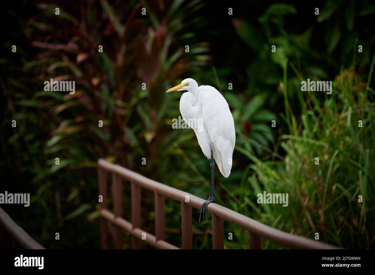great egret (Ardea alba), also known as the common egret, large egret ...