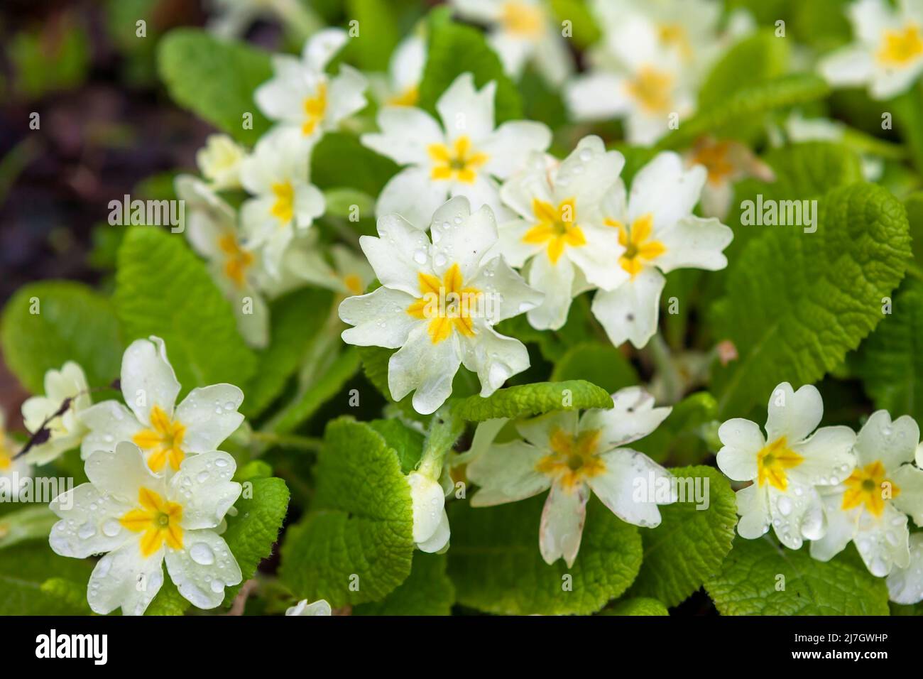Raindrops on Primroses (Primula vulgaris) growing on a bank in woodland ...