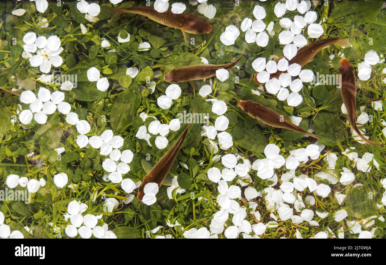 fish in a clear pond with cherry petals on the water Stock Photo - Alamy