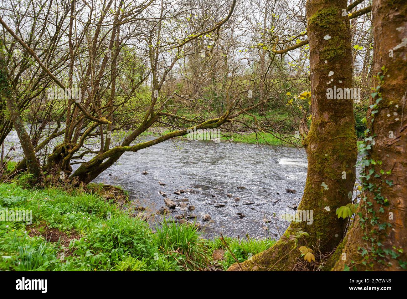 Trees overhang the River Torridge at Great Torrington, Devon, UK Stock ...