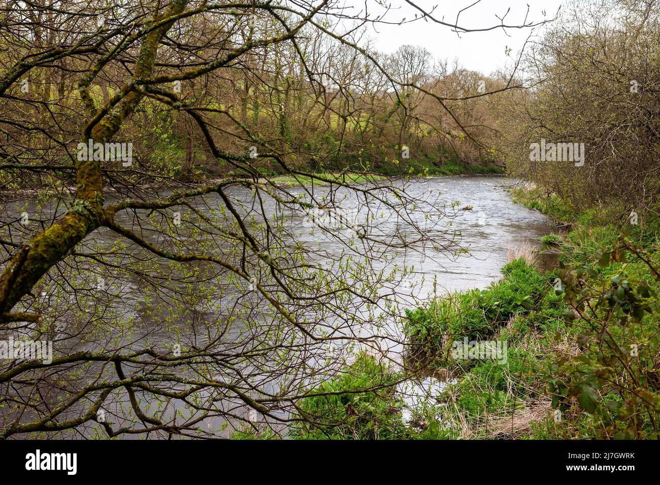 Trees overhang the River Torridge at Great Torrington, Devon, UK Stock ...