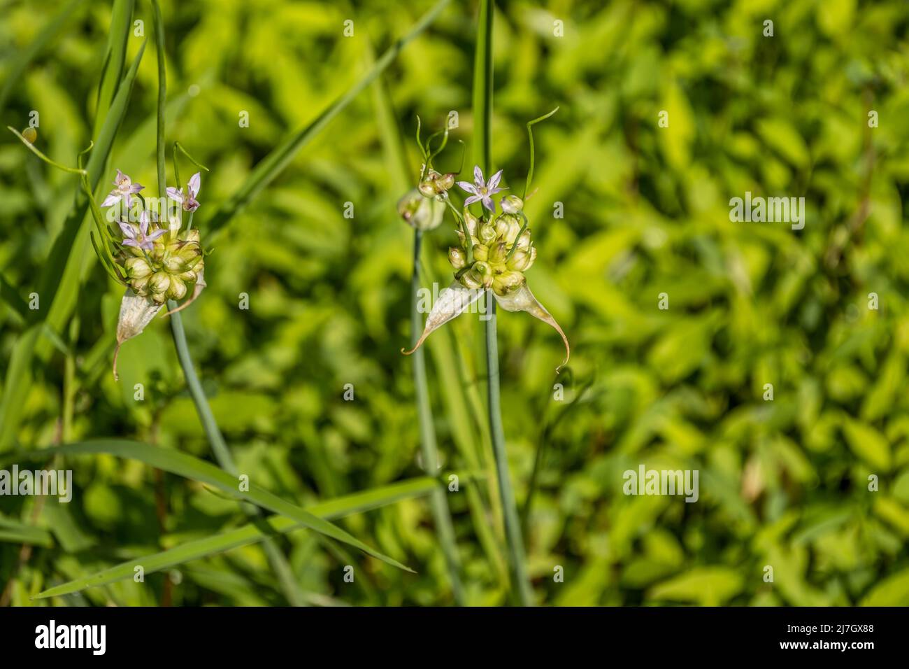 Little pink flowers blooming on the meadow garlic plants closeup view ...