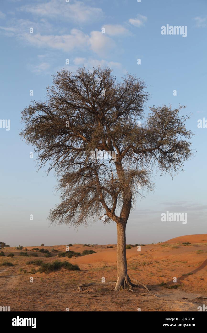 Uae desert hi-res stock photography and images - Alamy