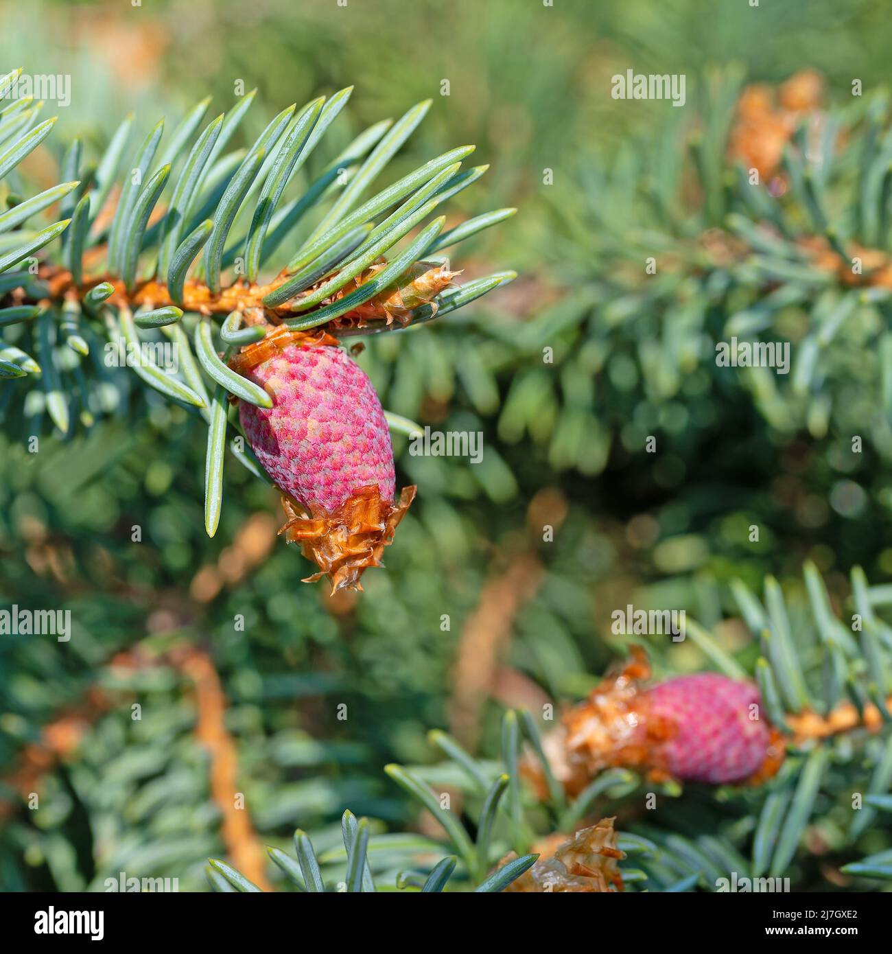 Spruce flowering hi-res stock photography and images - Alamy