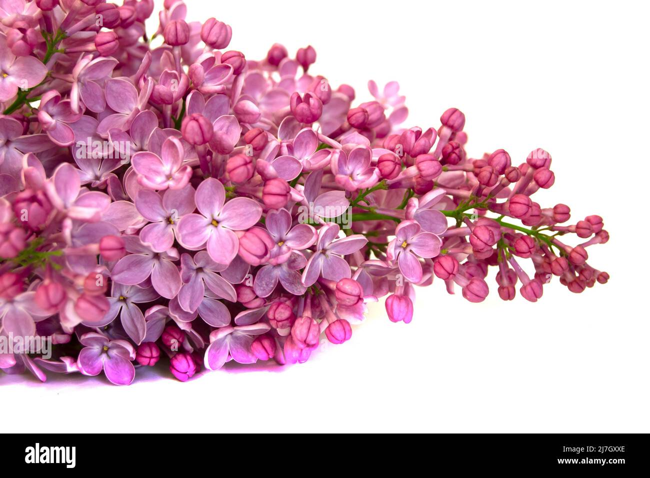 Lilac branch isolated on a white background. Studio Photo Stock Photo ...
