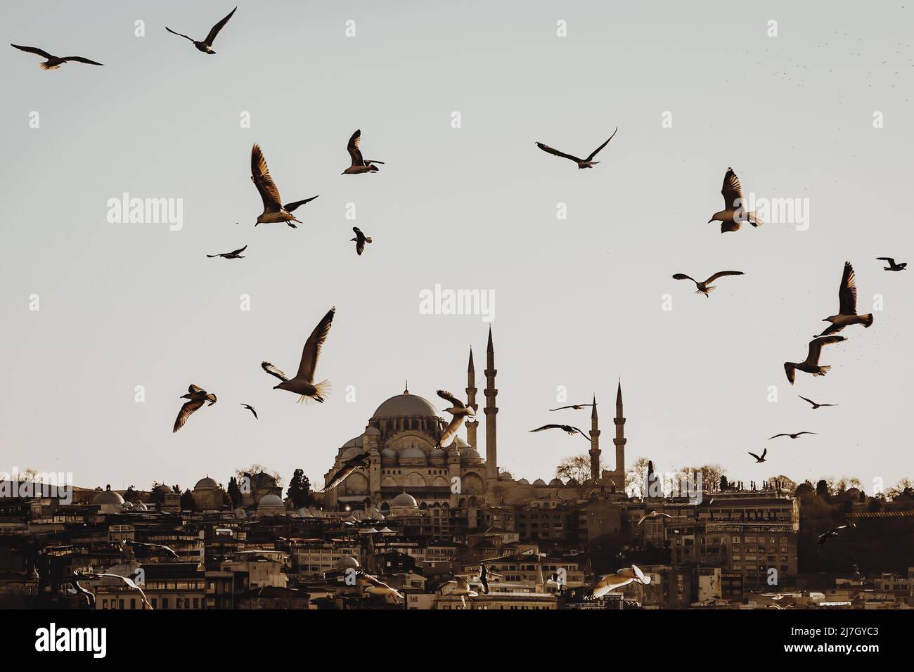 The seagulls flying over Istanbul panorama and Bosphorus. Birds over ...