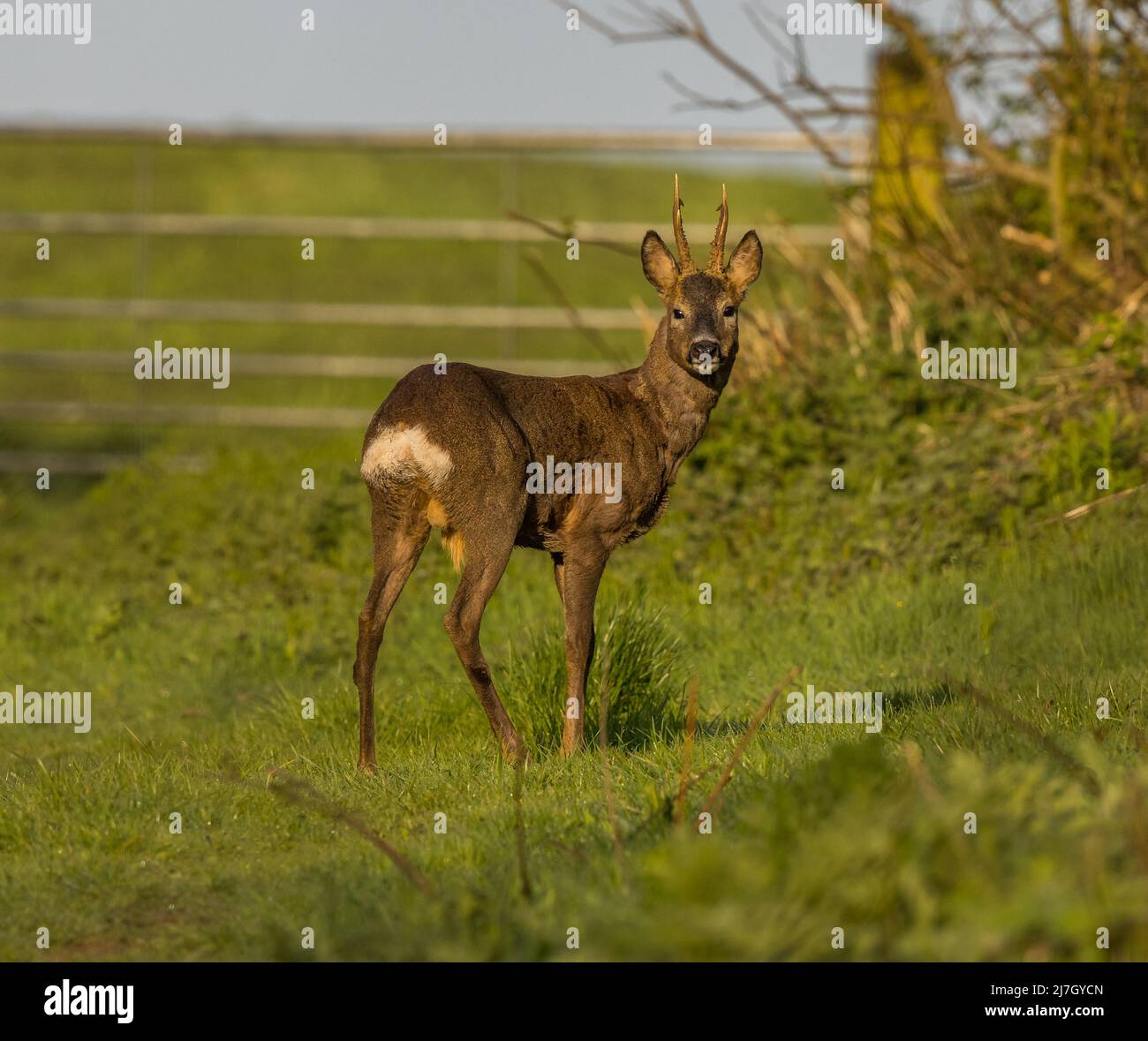 Roe deer captured at hic bibi nature reserve hi-res stock photography ...