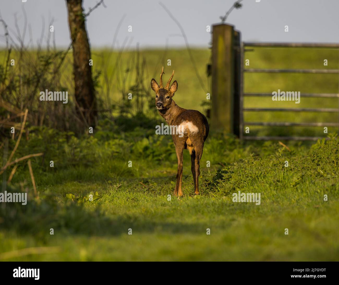 Roe deer captured at hic bibi nature reserve hi-res stock photography ...