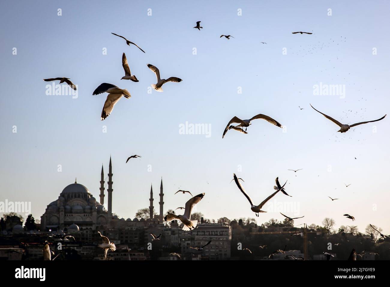 The birds are flying over the panoramic view of famous Istanbul muslim ...