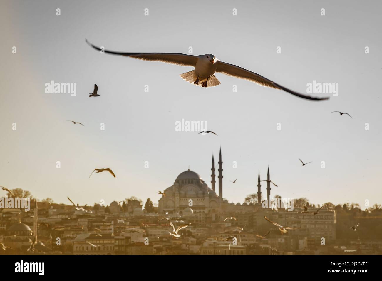 The big bird is flying over the panoramic view of famous Istanbul ...