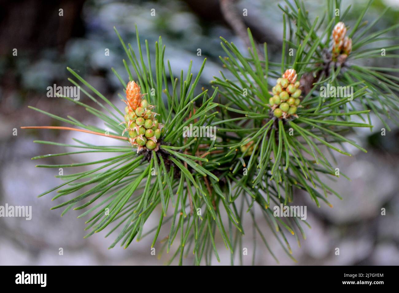 Germinating pine hi-res stock photography and images - Alamy