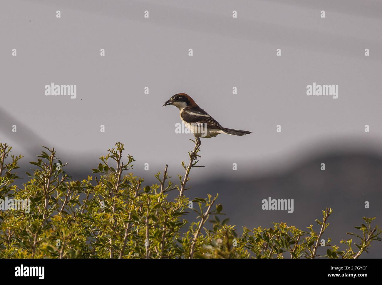 Woodchat shrike lanius senator greece hi-res stock photography and ...