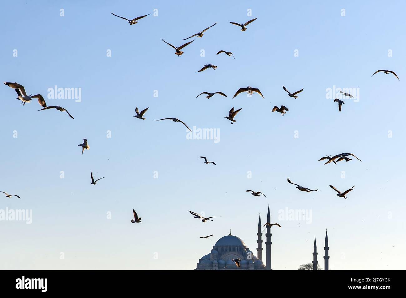 The birds are flying over the panoramic view of famous Istanbul muslim ...