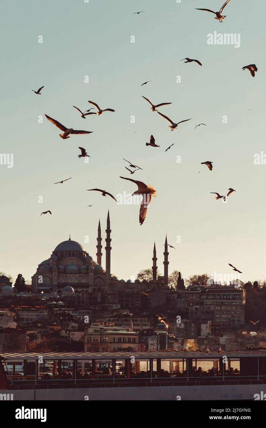 The seagulls flying over Istanbul panorama and Bosphorus. Birds over ...