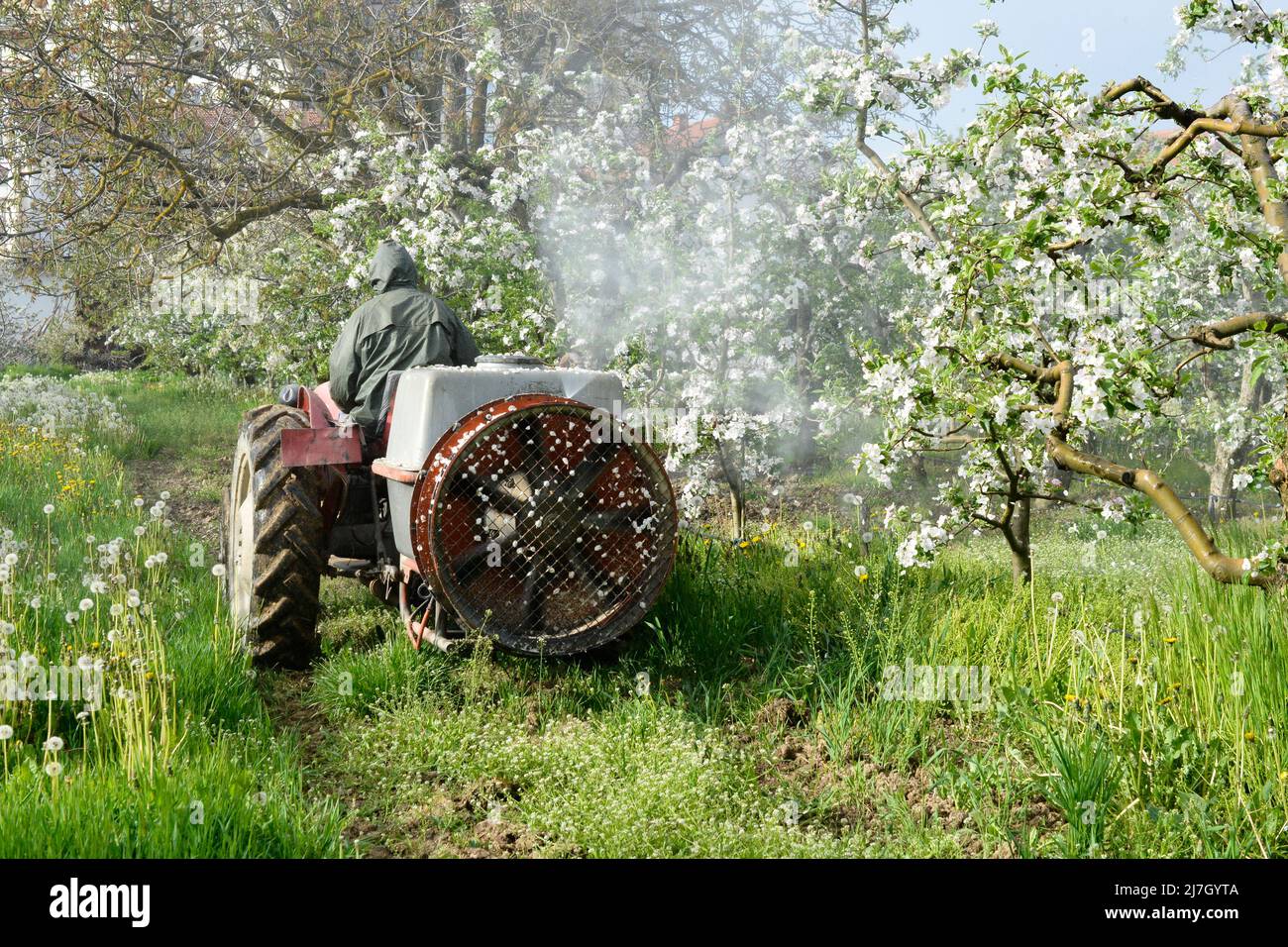 Tractor sprays insecticide in blossoming apple orchard Stock Photo - Alamy