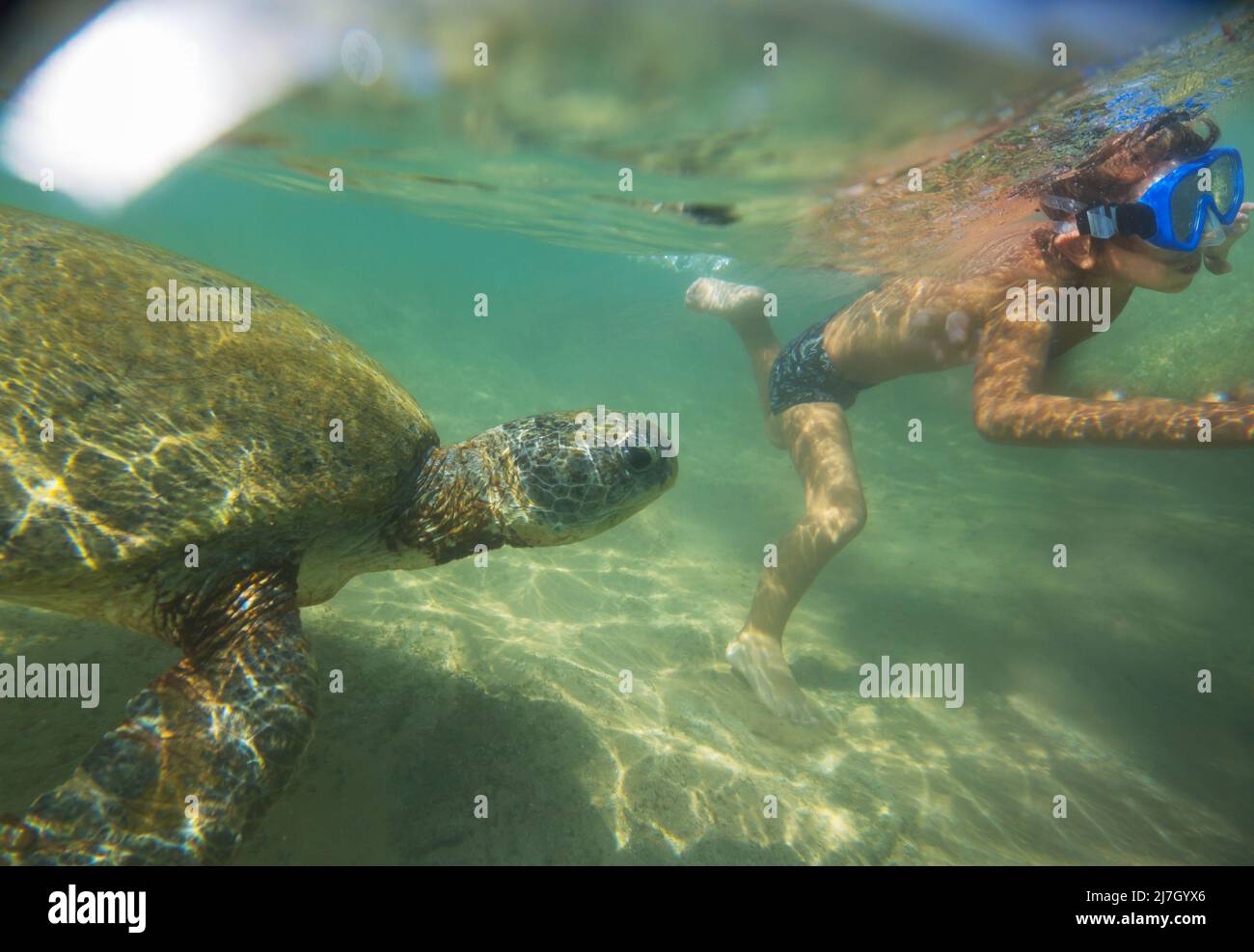 Boy swimming with a giant sea turtle in the ocean in Sri Lanka Stock ...