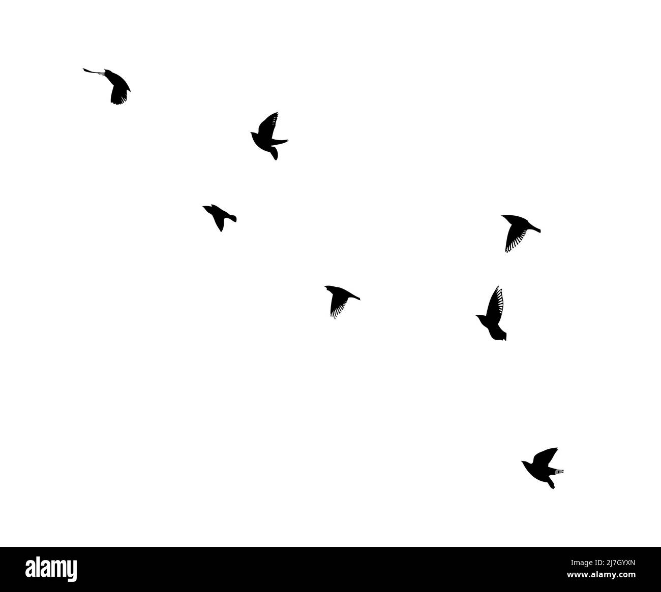 A flock of flying birds. Free birds. Flying seagulls. Vector ...