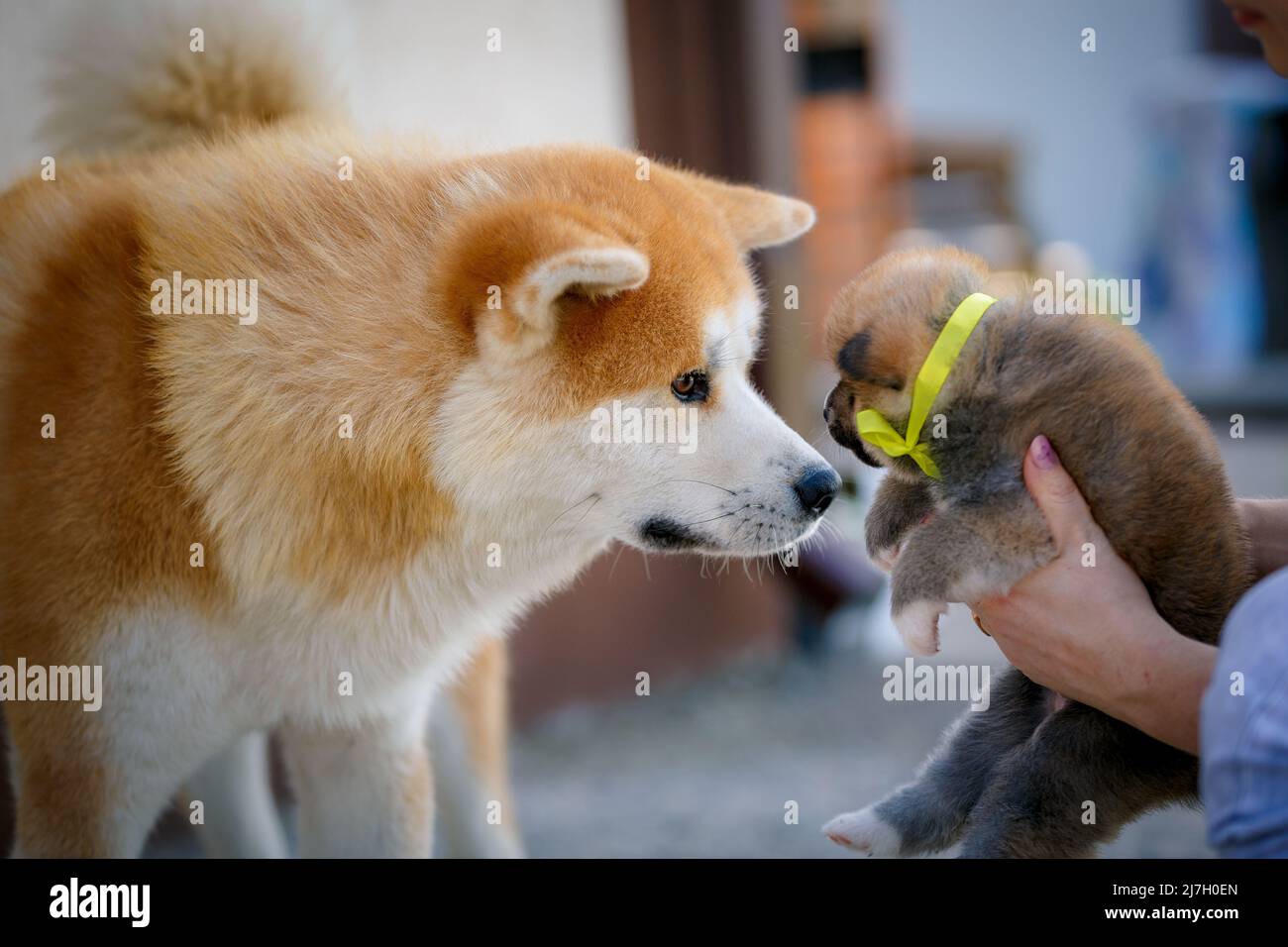 Akita inu big Dog sniffing his cute puppy Stock Photo - Alamy