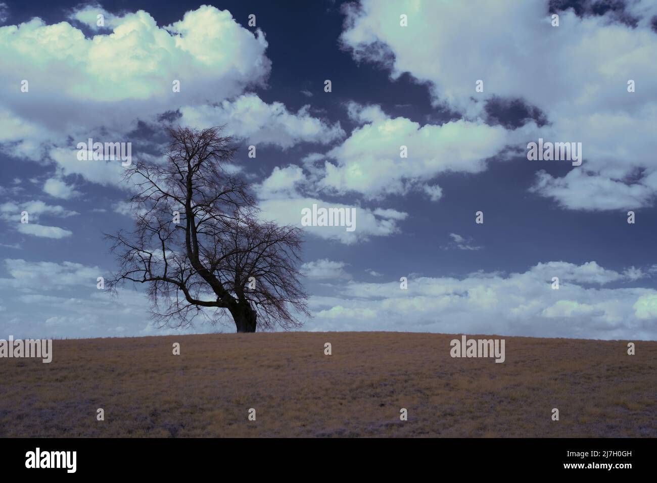 Infrared landscape with glowing white vegetation using 720nm filter ...