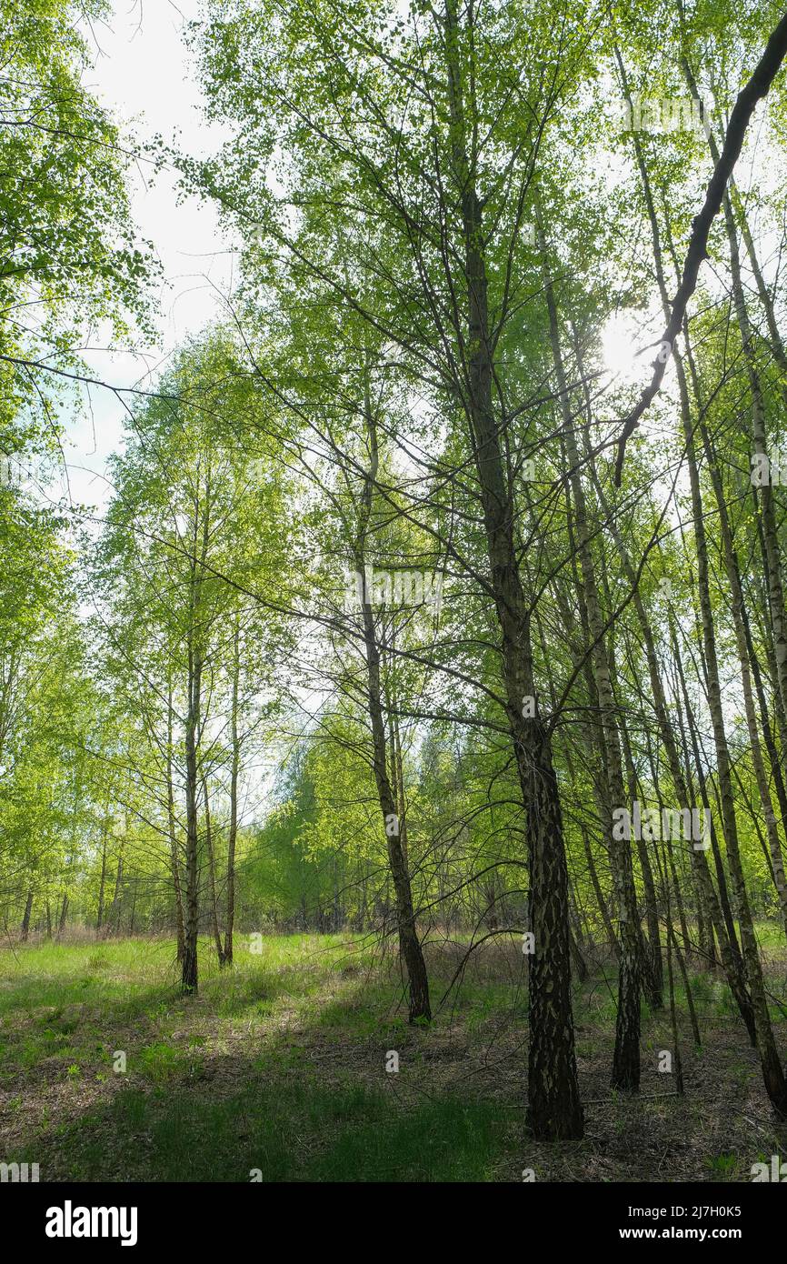 Strange forest scenic area hi-res stock photography and images - Alamy