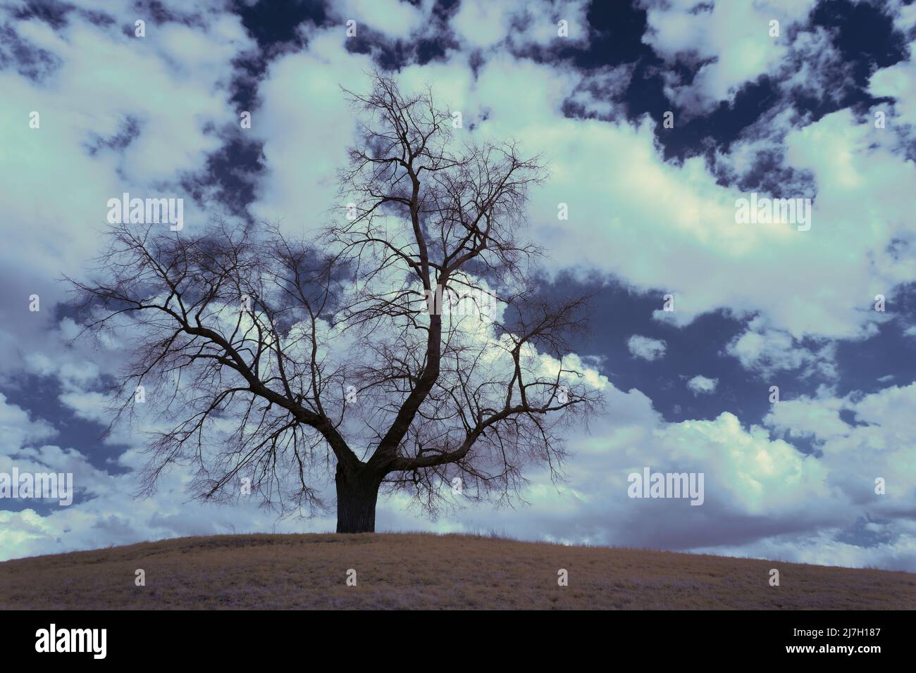 Infrared landscape with glowing white vegetation using 720nm filter ...