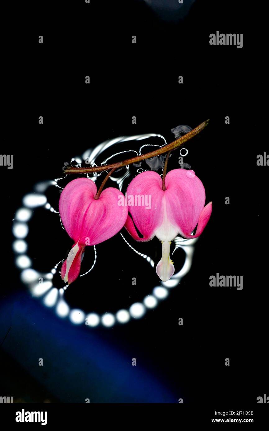 Bleeding heart on a black background close up Stock Photo - Alamy