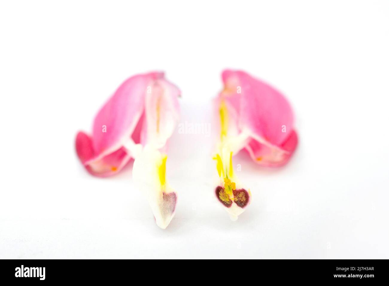 bleeding heart flower on white background Stock Photo - Alamy