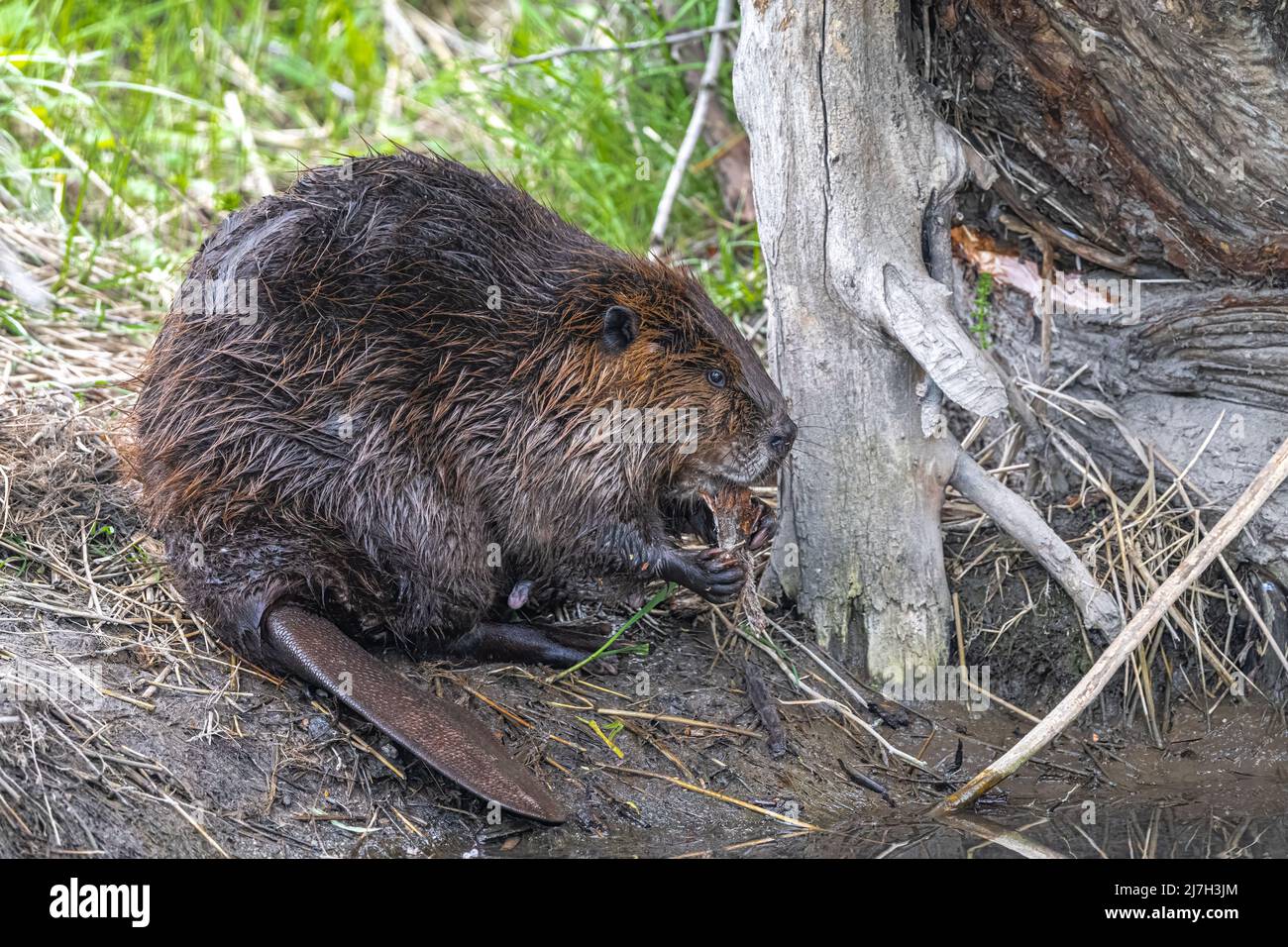 North American Beaver (Castor canadensis) Eating Bark Stock Photo - Alamy