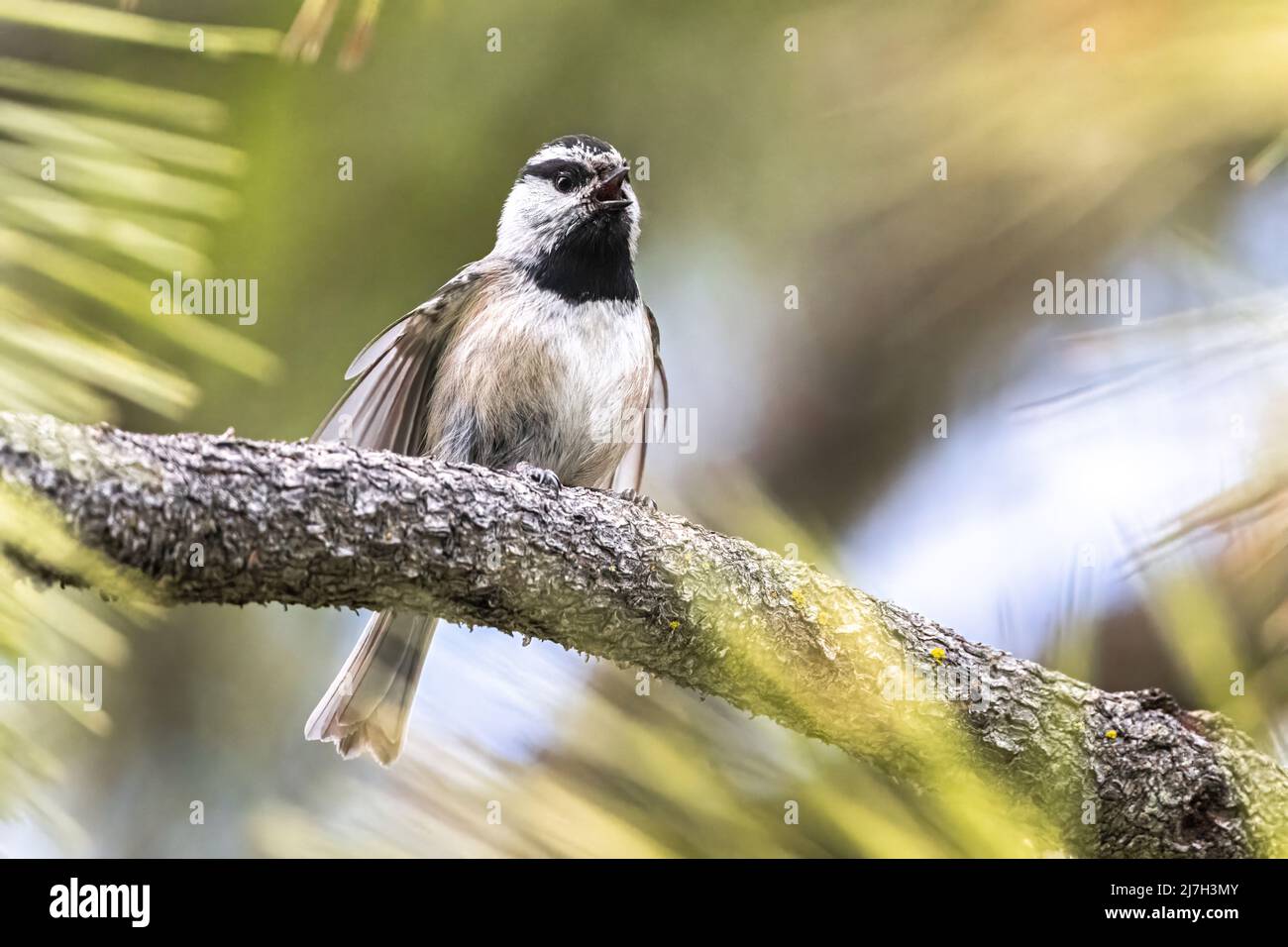 Mountain Chickadee (Poecile gambeli) on Pine Tree Branch Stock Photo ...
