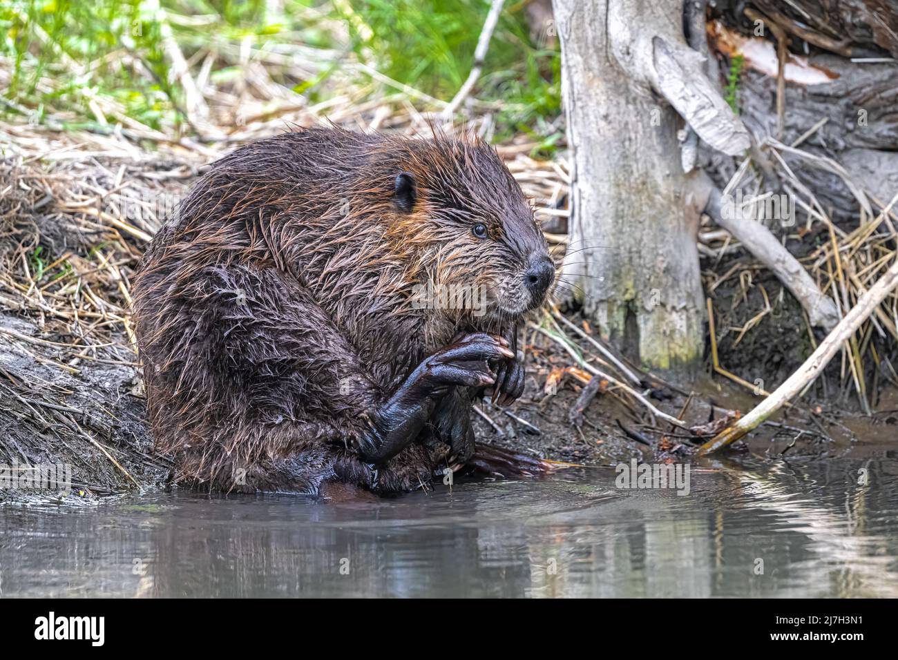 North American Beaver (Castor canadensis) Cleaning Itself Stock Photo ...