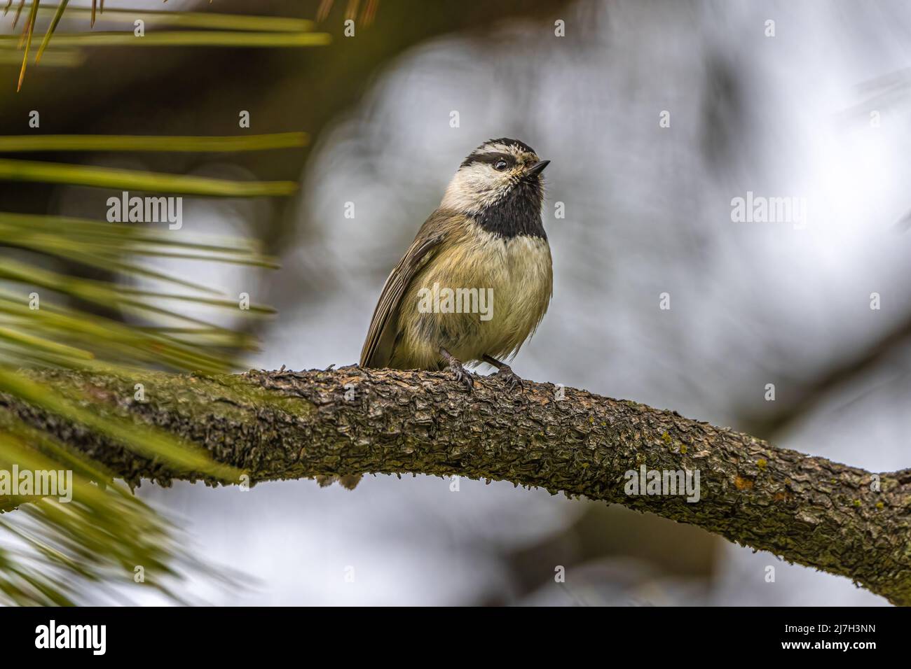 Mountain Chickadee (Poecile gambeli) on Pine Tree Branch Stock Photo ...