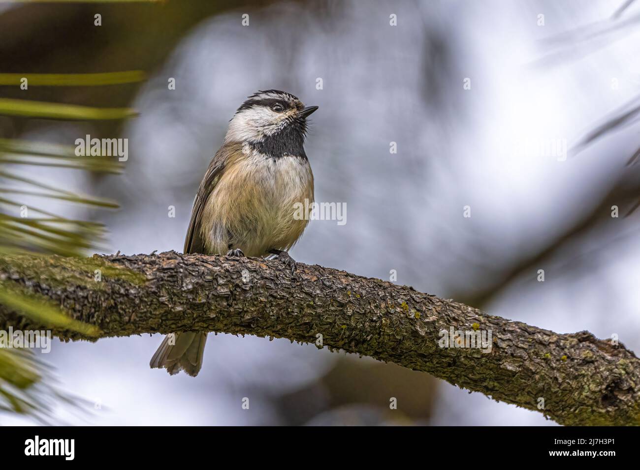 Female chickadee bird hi-res stock photography and images - Alamy