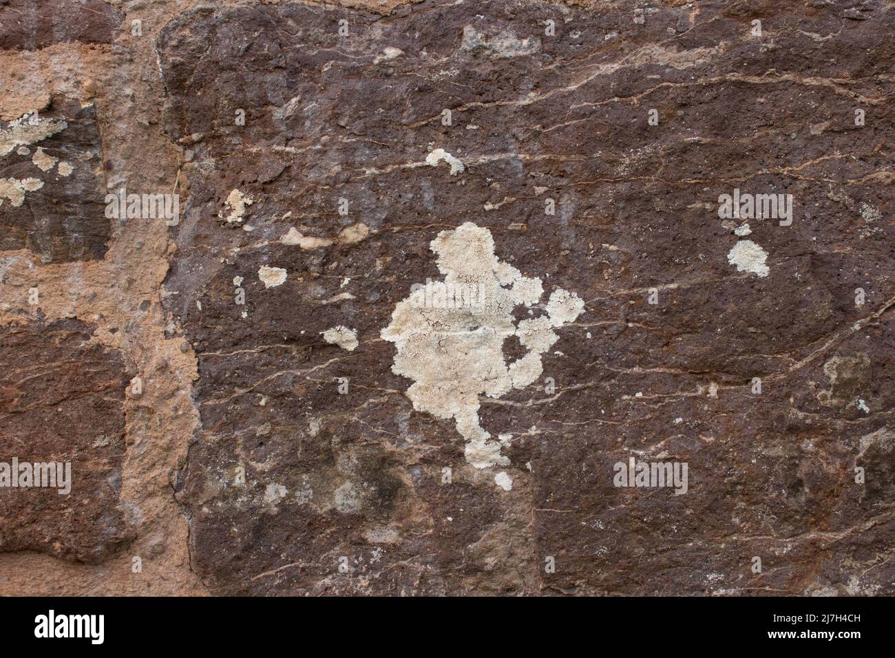 detail of a white lichen on a red brick wall with striations in the ...