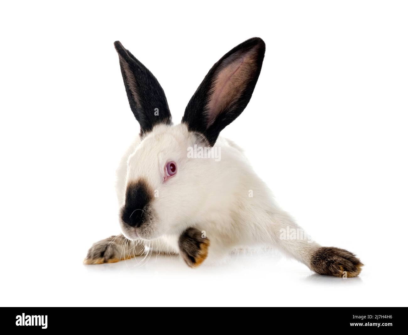 Californian rabbit in front of white background Stock Photo - Alamy