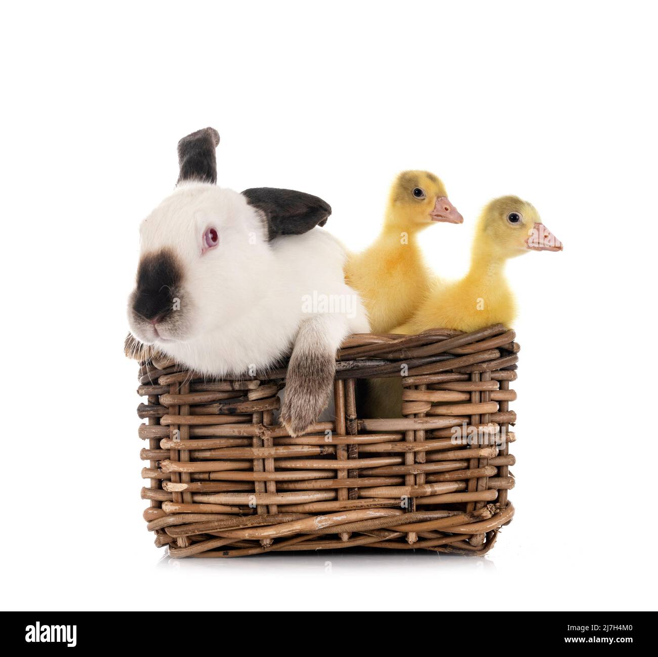 Californian rabbit and gosling in front of white background Stock Photo ...